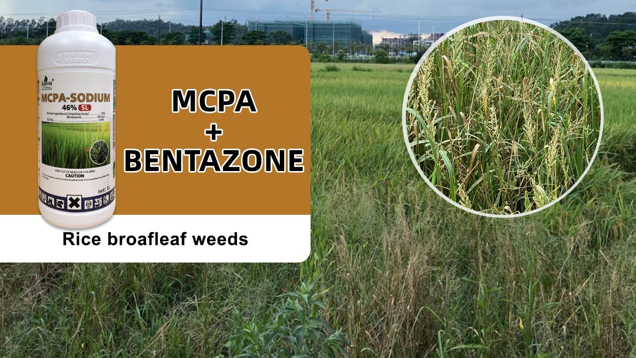 Herbicide MCPA+bentazone control rice weeds/rice broafleaf weeds and ...