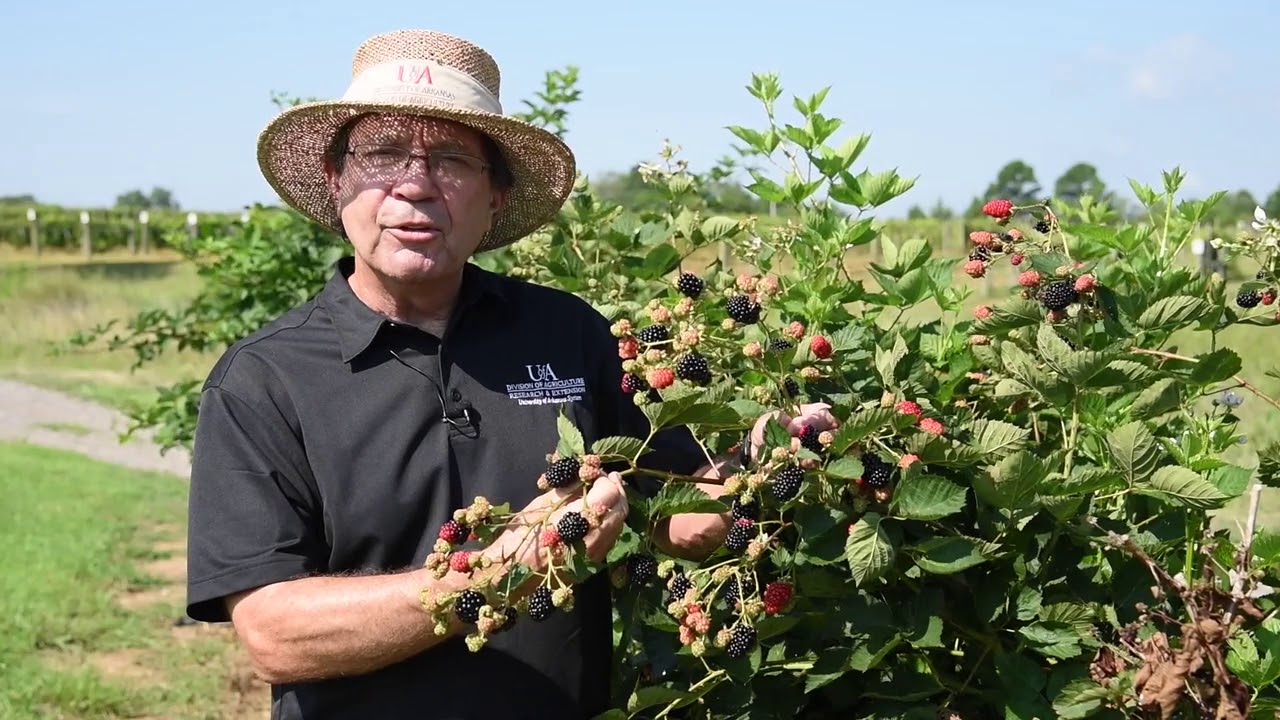 Primocane Bonus - YouTube