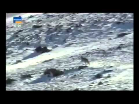Mongolian golden eagle hunting wolves - YouTube