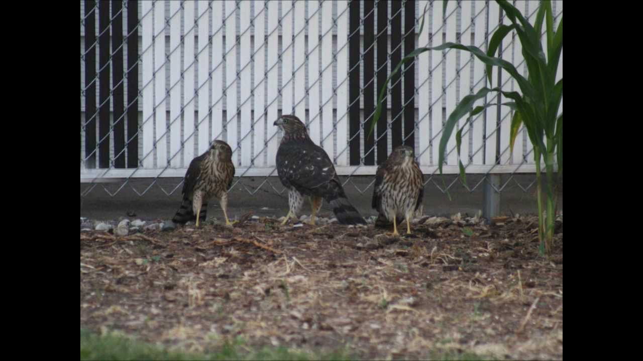 Coopers Hawks Attack a Squirrel and Rabbits - YouTube