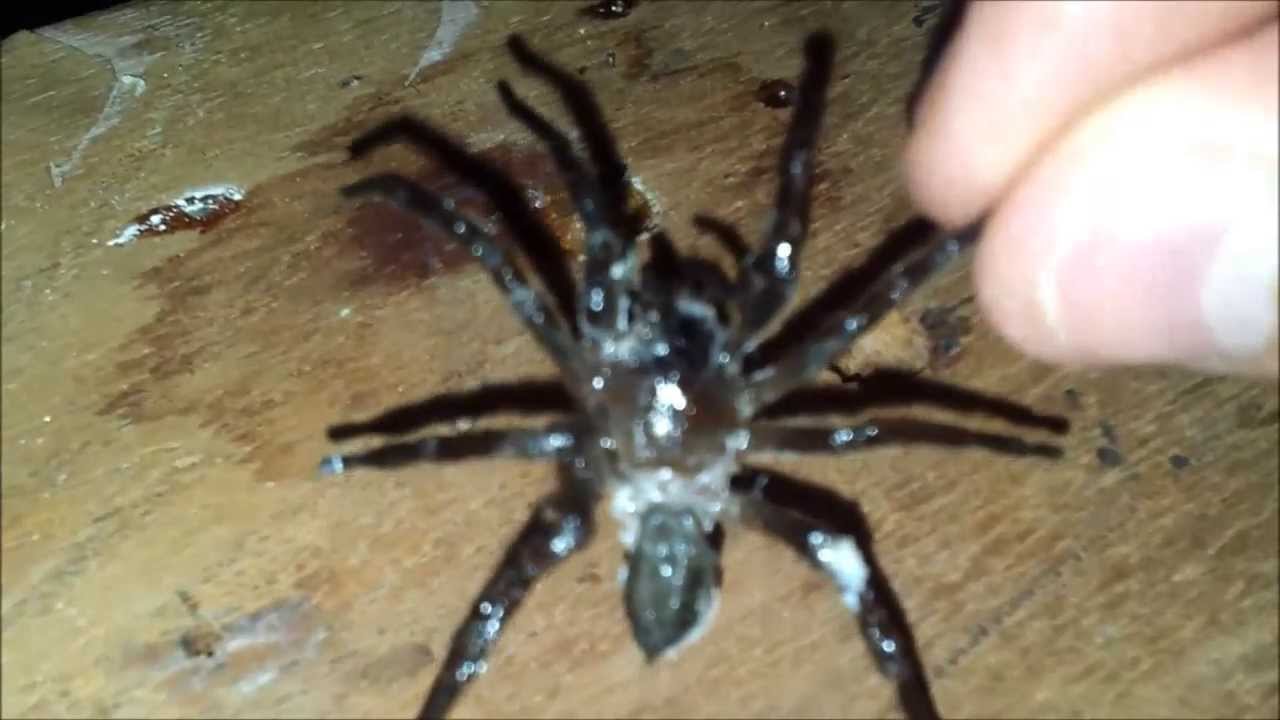 Como disecar una araña - YouTube