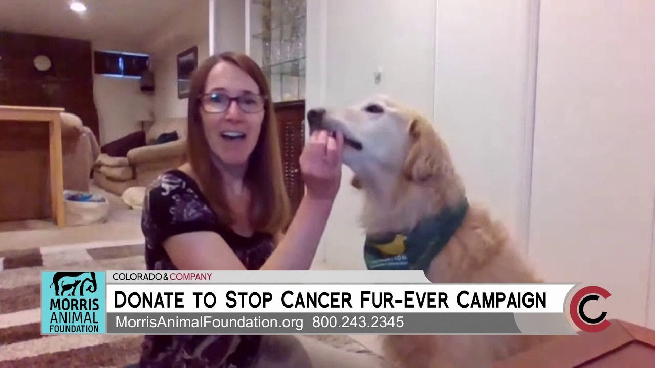 Morris Animal Foundation - May 14, 2020 - YouTube