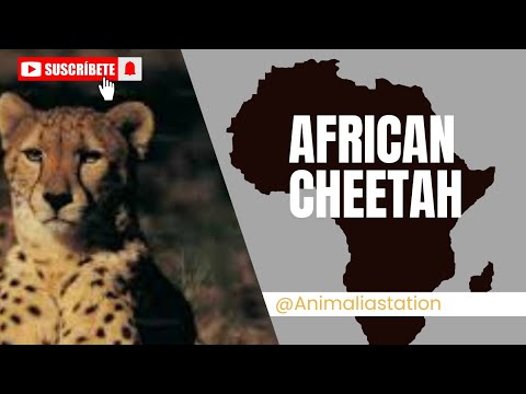 Cheetah: The Speed Demon of the Savannah | Fascinating Facts & Strange ...
