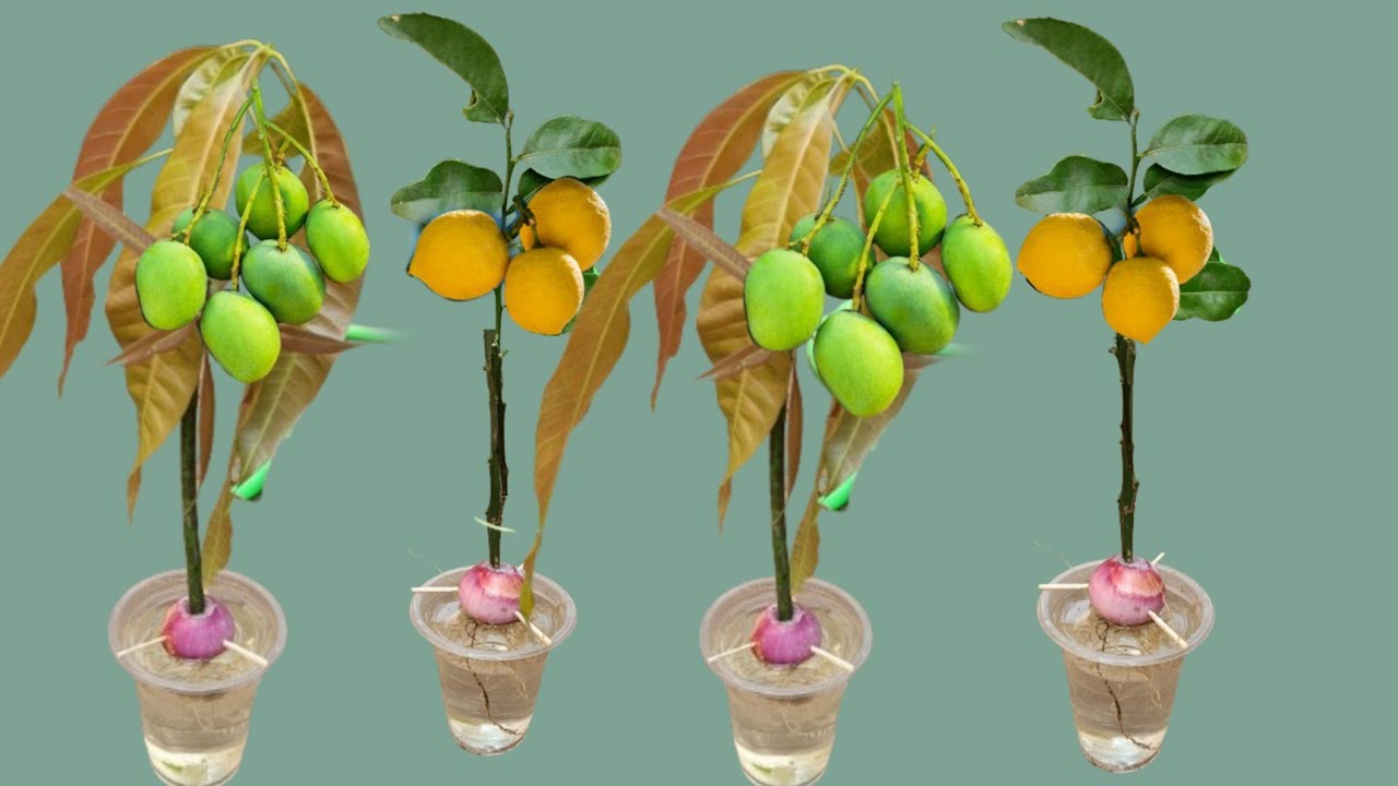 How To Grow Mango Trees From Mango Branch and Lemon Trees From Lemon ...