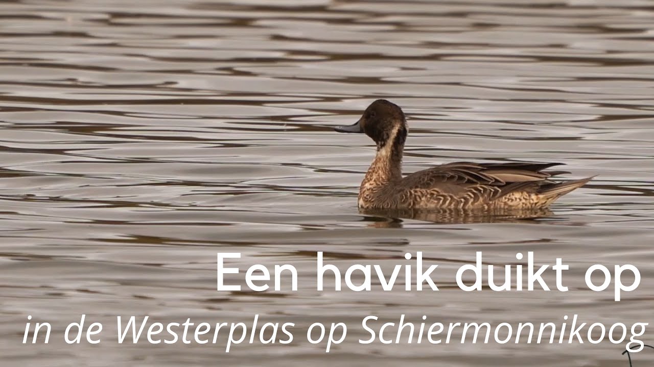 Een havik duikt op in de Westerplas op Schiermonnikoop #1375 - YouTube