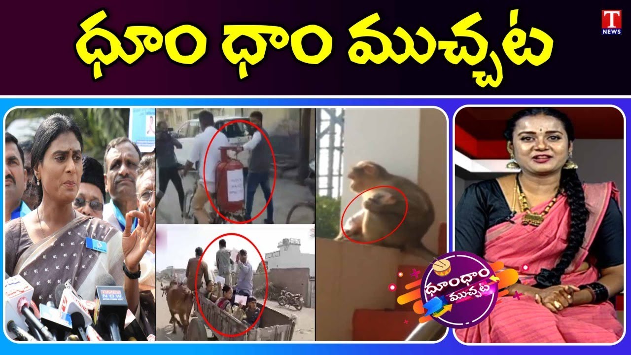 YS Sharmila Dirty Politics | Gujarat Election Voting | Monkey Kidnapped ...