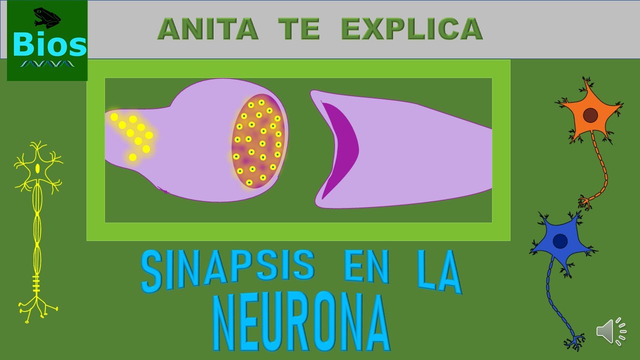 Sinapsis en la neurona - YouTube