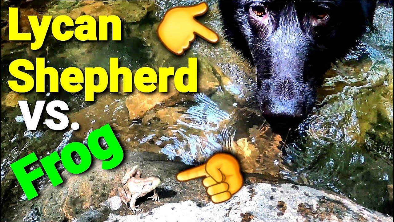 Frog VS. Lycan Shepherd - YouTube