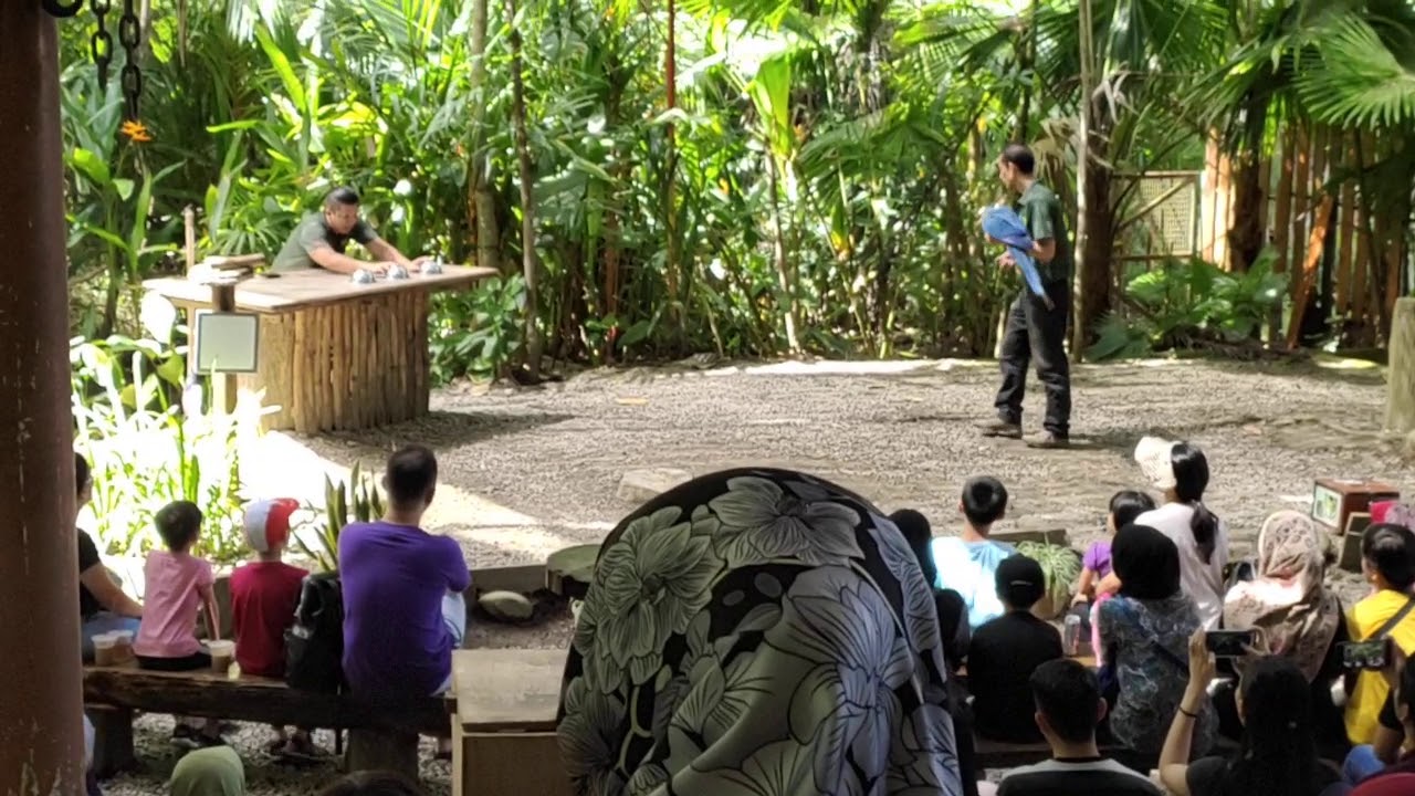 Zoo Lokawi ( Bird's Show ) - YouTube