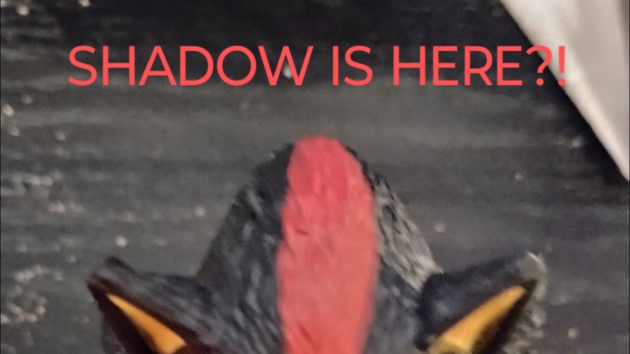 Jack's Pacific shadow the hedgehog with motorcycle action figure review ...