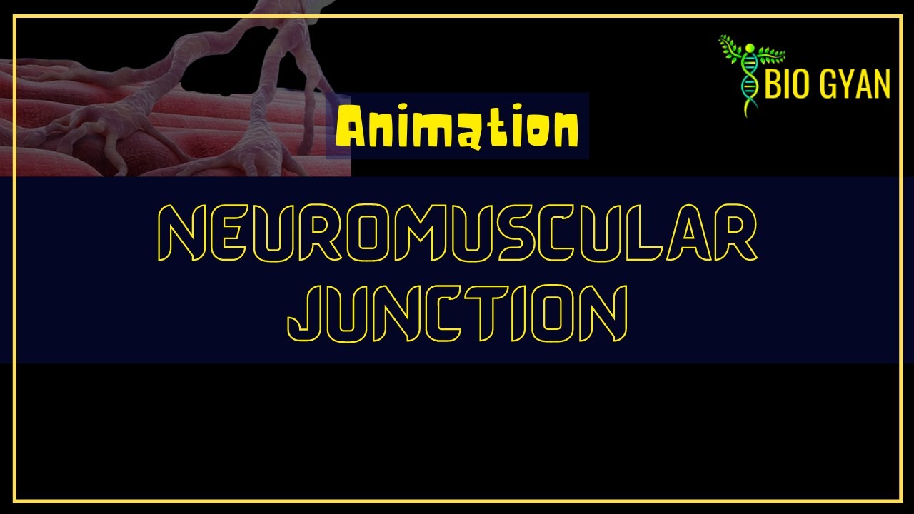 NEUROMUSCULAR JUNCTION ANIMATION - YouTube