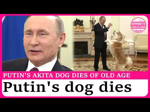 Akita dog gifted to Russia's Putin in 2012 dies of old age