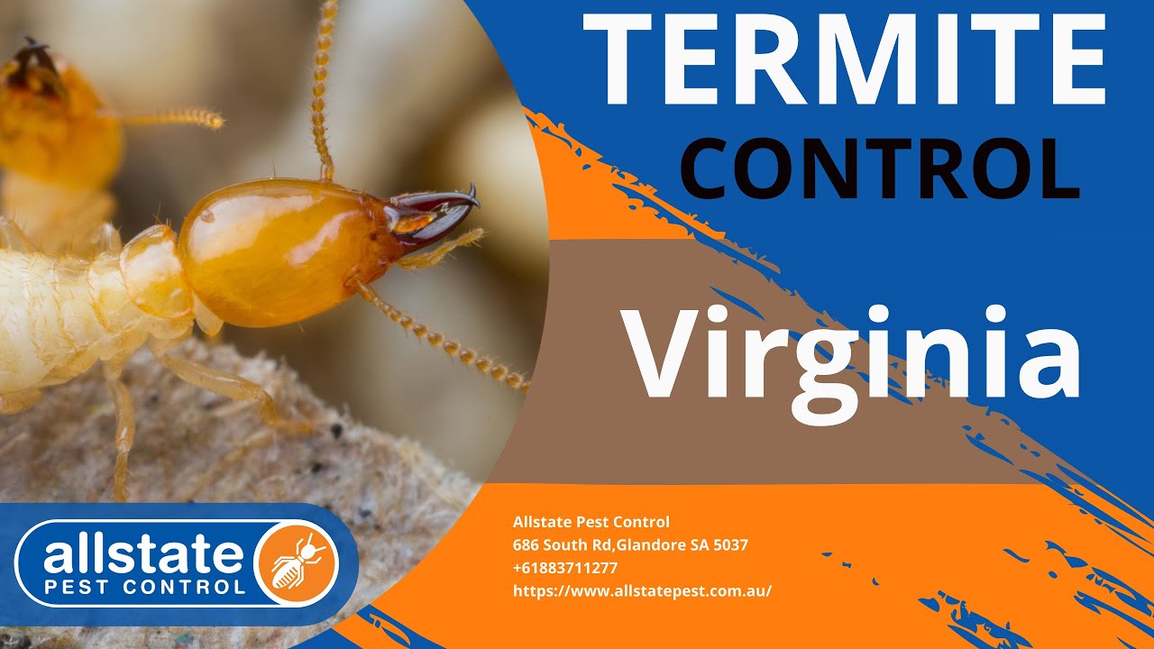 Termite Control Virginia - YouTube