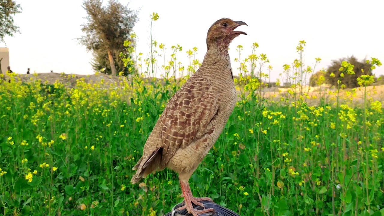 Teetar ki awaz || irani tetar awaz || francolin teetar voice - YouTube