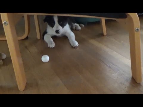 Our Border Collie Puppy @ 12 Weeks! - YouTube