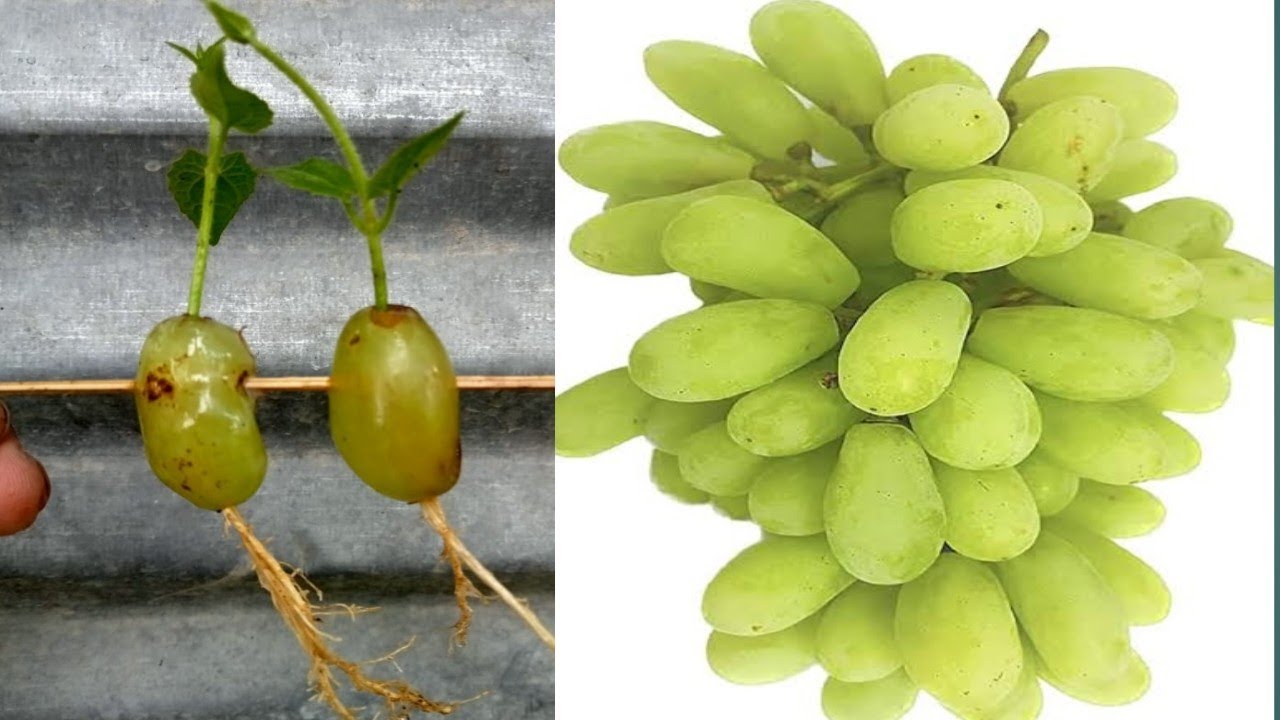 Simple Method Propagate Grape tree with water || Growing Grapes tree at ...