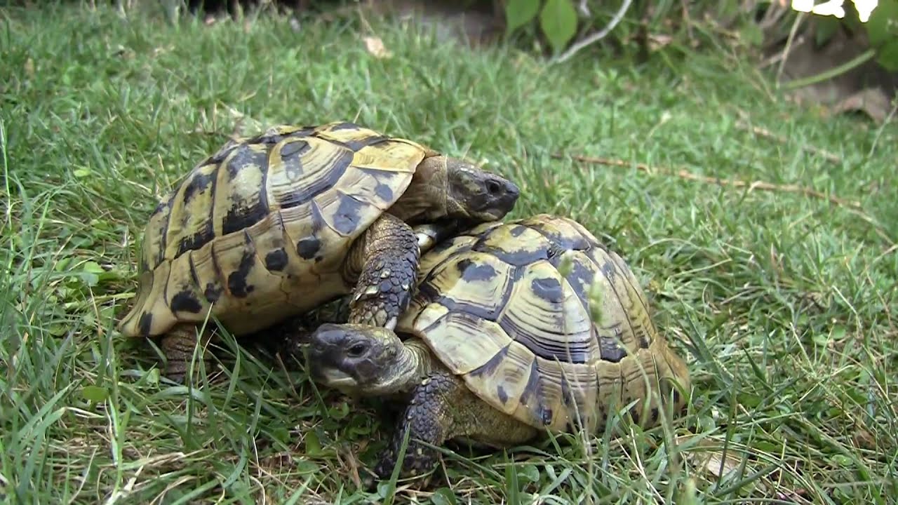 cercano la posizione Turtle pair match up heat - YouTube