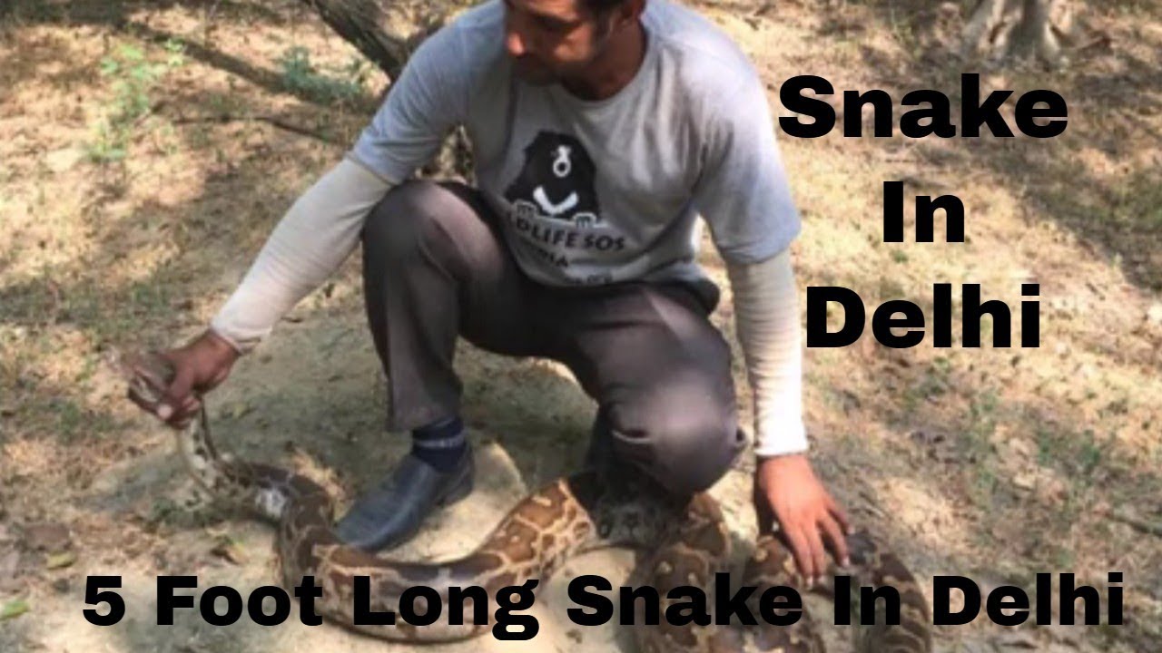 Delhi Snake Rescue by Wildlife SOS - YouTube