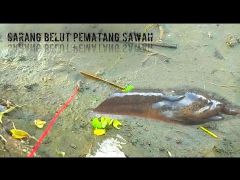 MANCING AMBYAR!! bikin emosi, mancing belut super paling dramatis