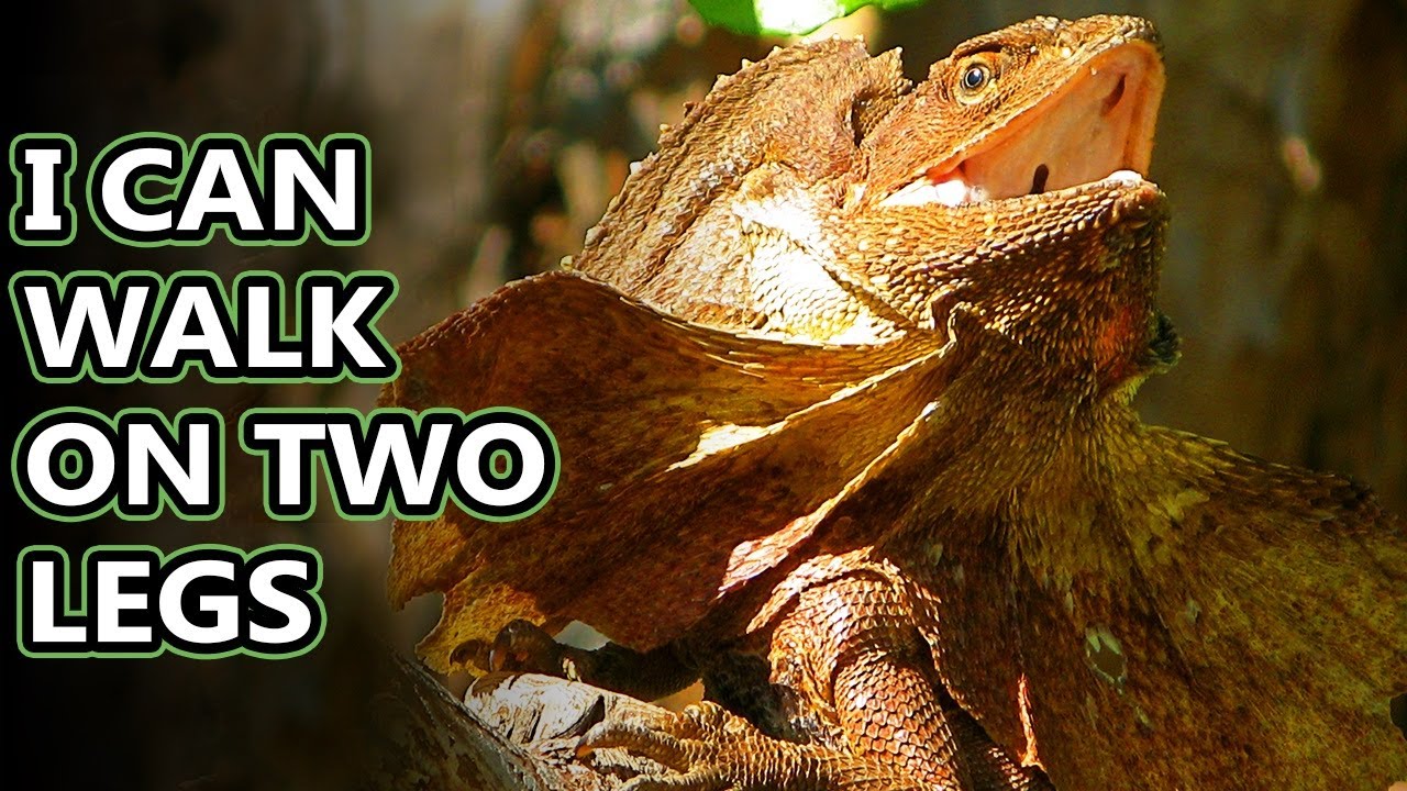 Frilled Lizard facts: aka frilled DRAGONS | Animal Fact Files - YouTube
