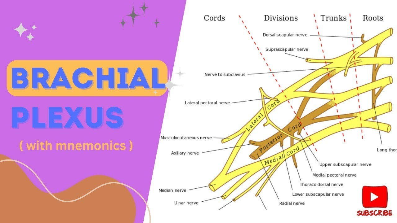 Brachial plexus anatomy | Brachial plexus on finger tips - YouTube