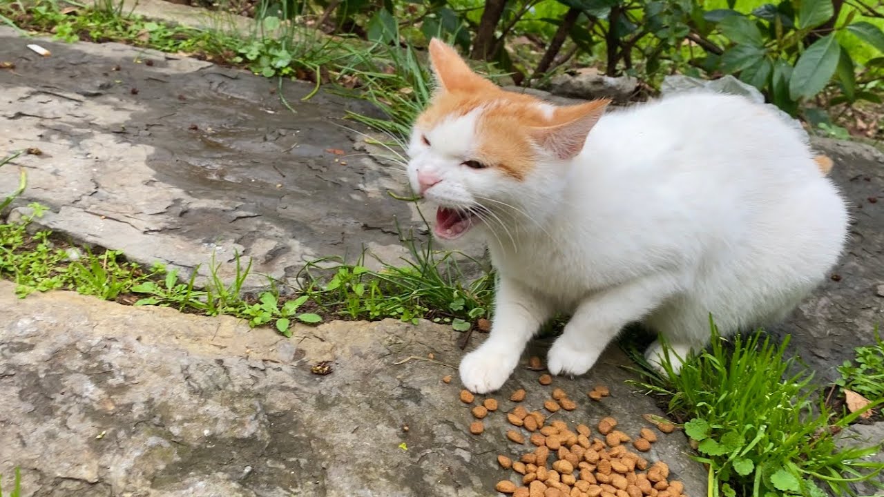 Angry Cat attacking other Cats while eating. 😮 - YouTube