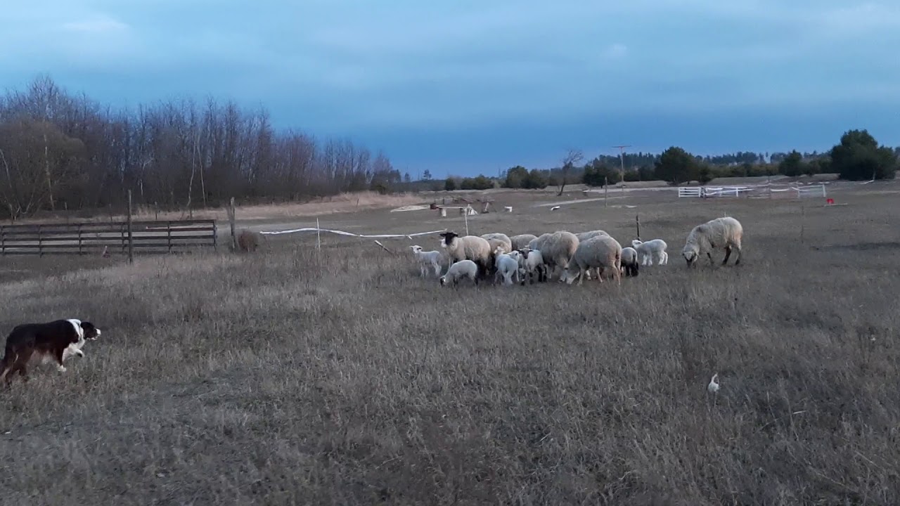 A Shot Gun Extreme Speed on farm herding sheep. Ukraine - YouTube