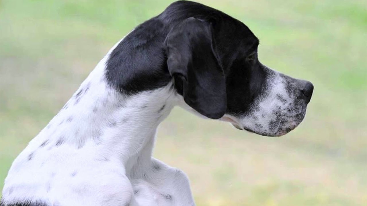 Pointer Inglese #pointeringlese - YouTube