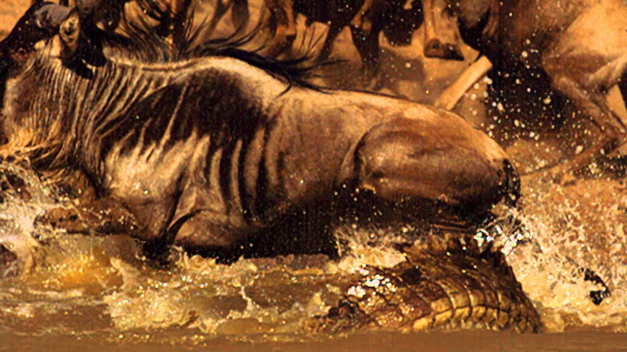 Planet Earth - The Complete Collection - Season 1, Episode 3, 'Fresh ...