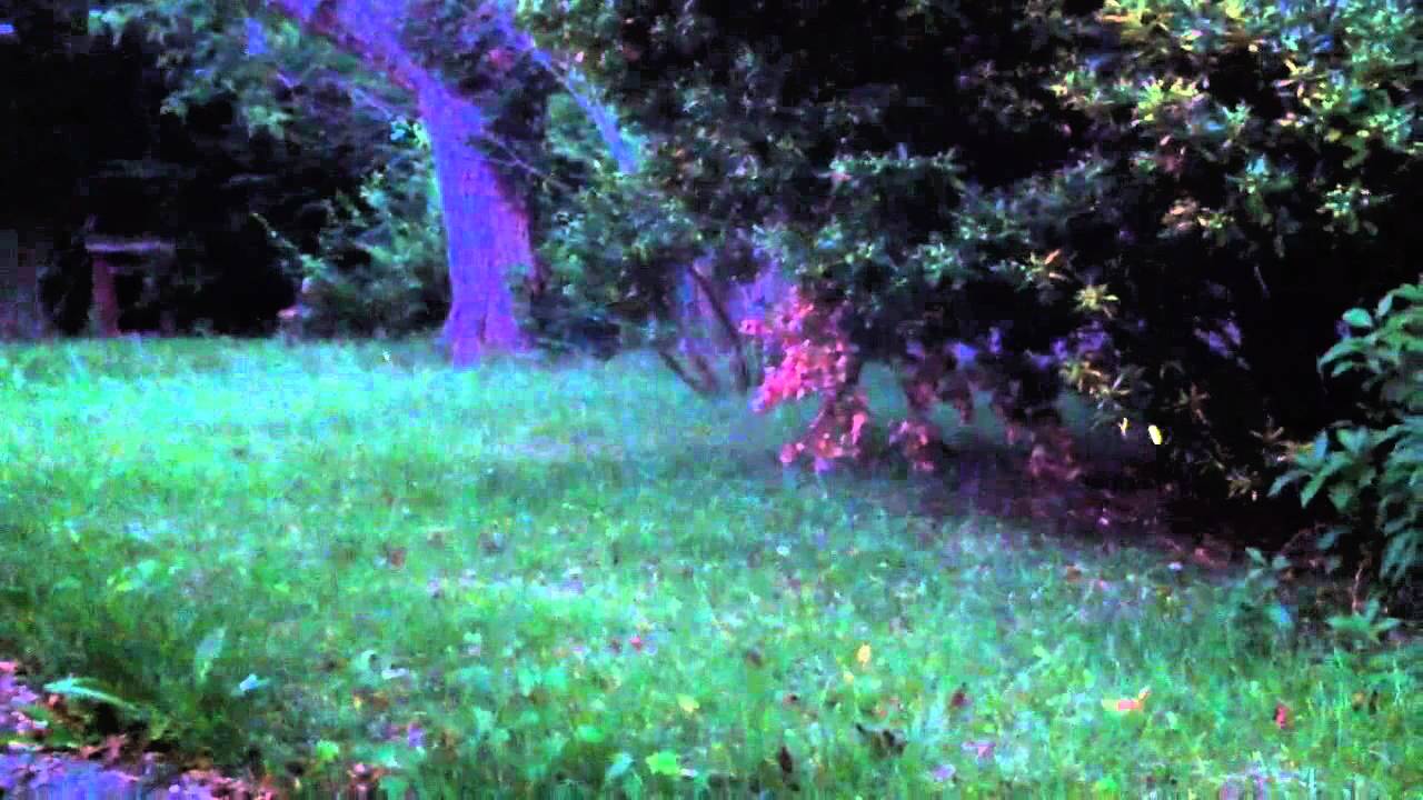 Yard full of lightning bugs (fireflies) - YouTube
