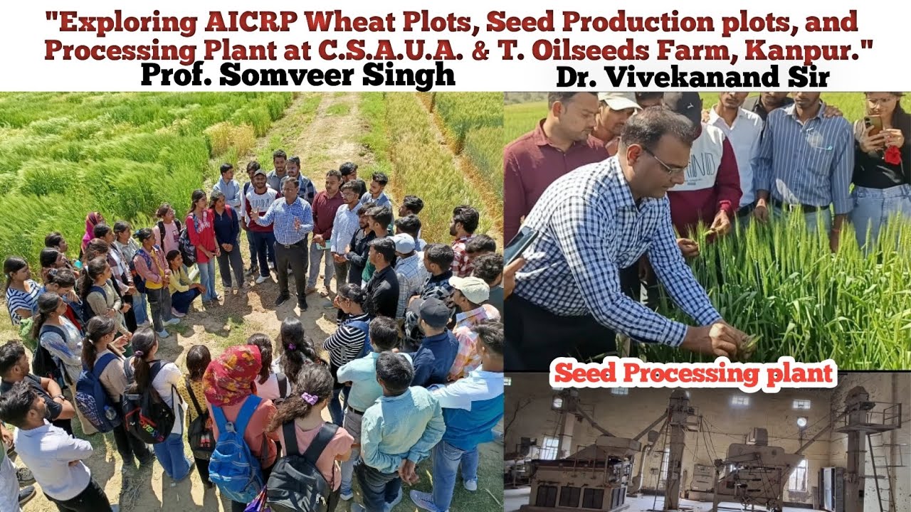 Exploring AICRP Wheat Plots,Seed Production plots at C.S.A.U.A.&T ...