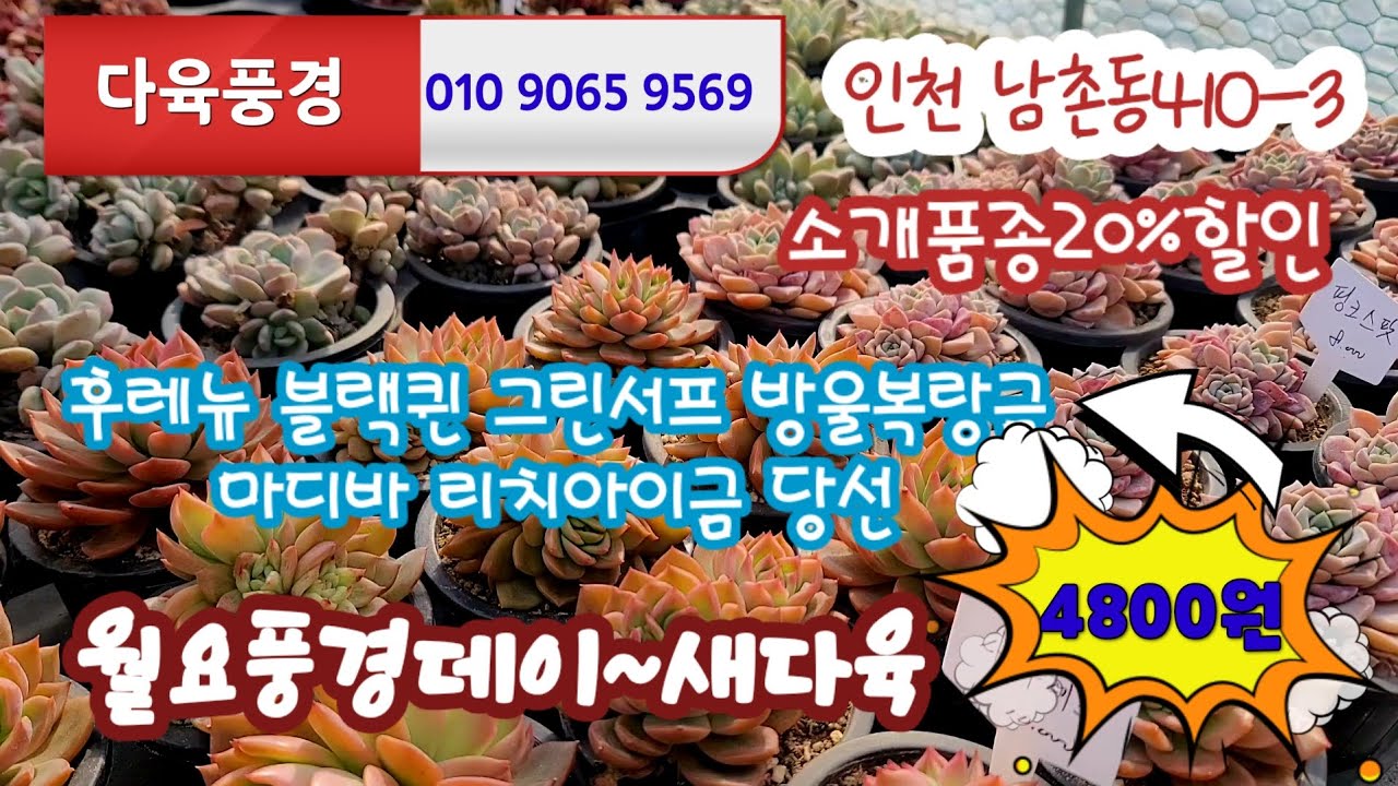 월요풍경데이~착한가격에 더플러스20할인가 오늘은4800원 다육 괜찮아요 후레뉴 블랙퀸 그린서프 방울복랑금등유료광고포함