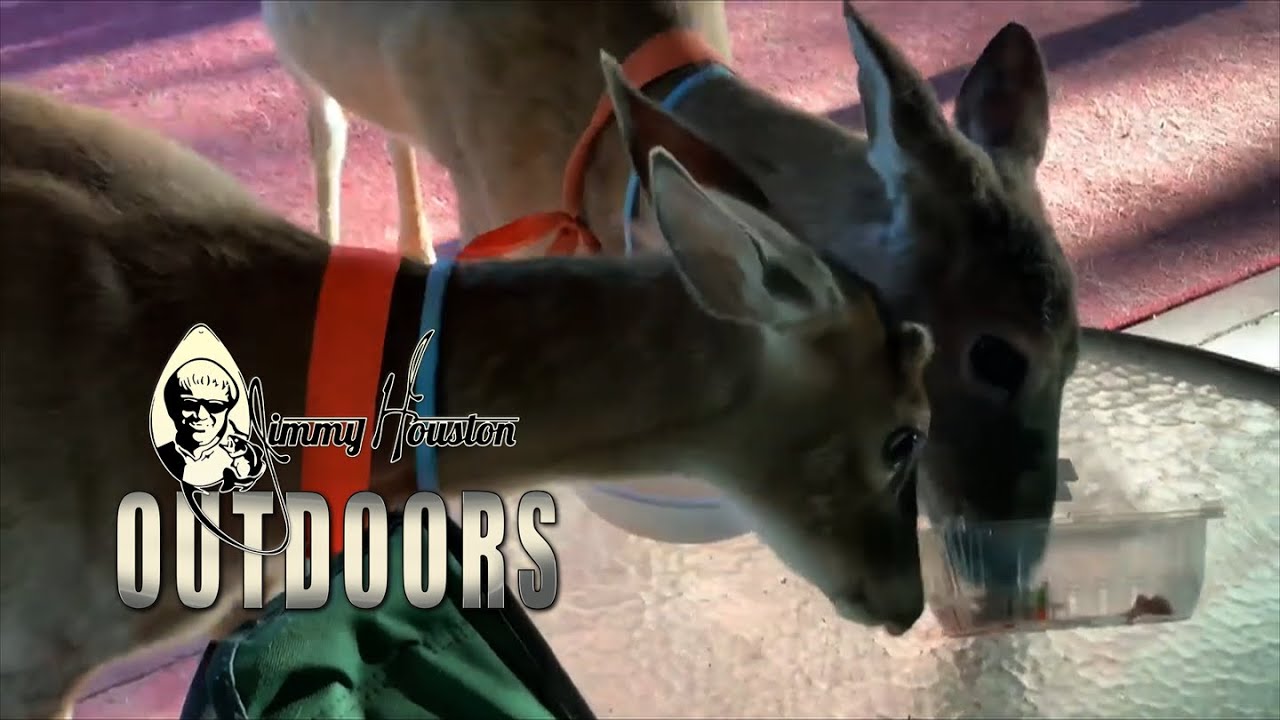 Wildlife at the Ranch - Birds of a Feather - Jimmy Houston Outdoors ...