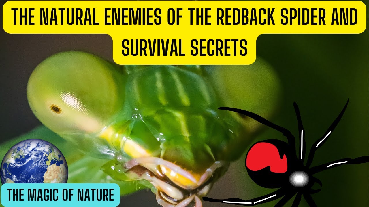 The Natural Enemies of the Redback Spider and Survival Secrets. - YouTube