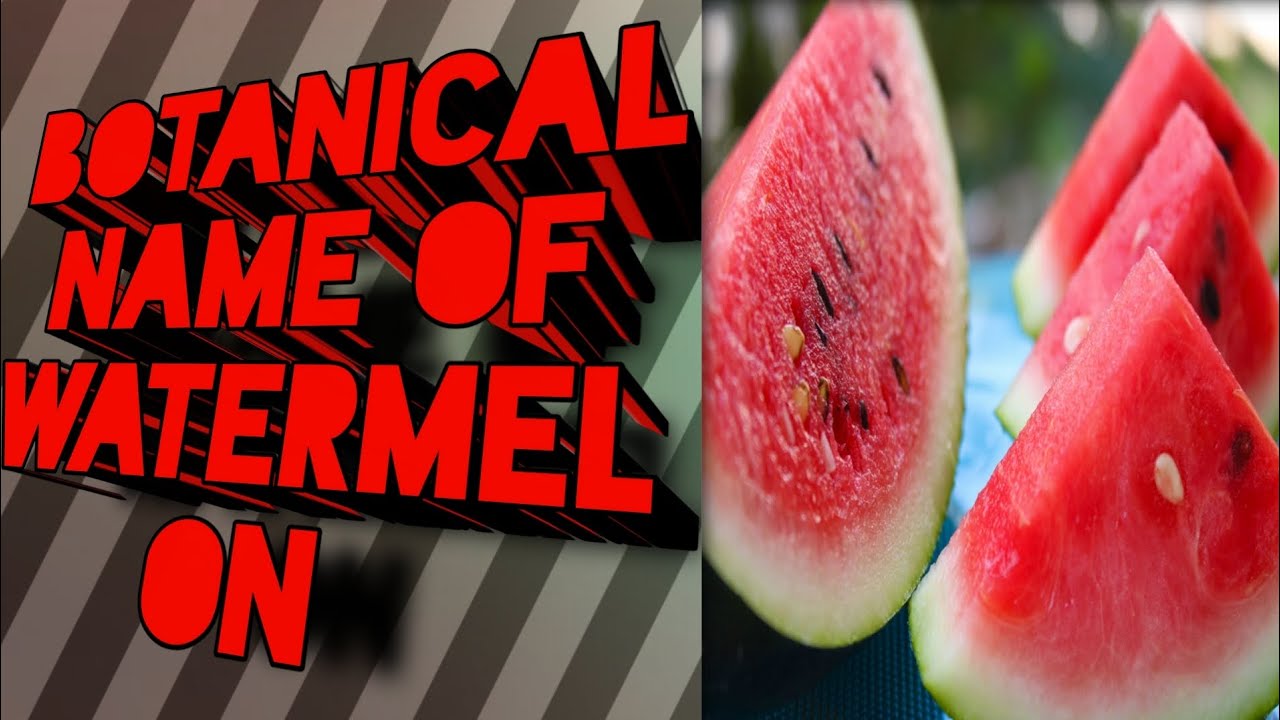 ||Botanical name of Watermelon||Scientific name of Watermelon|| - YouTube