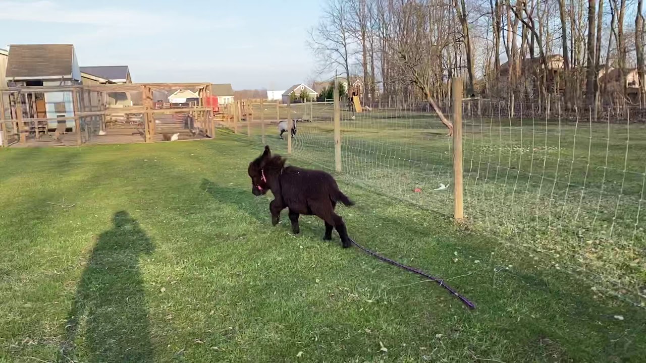 Baby donkey loves running free & hates trenches! - YouTube