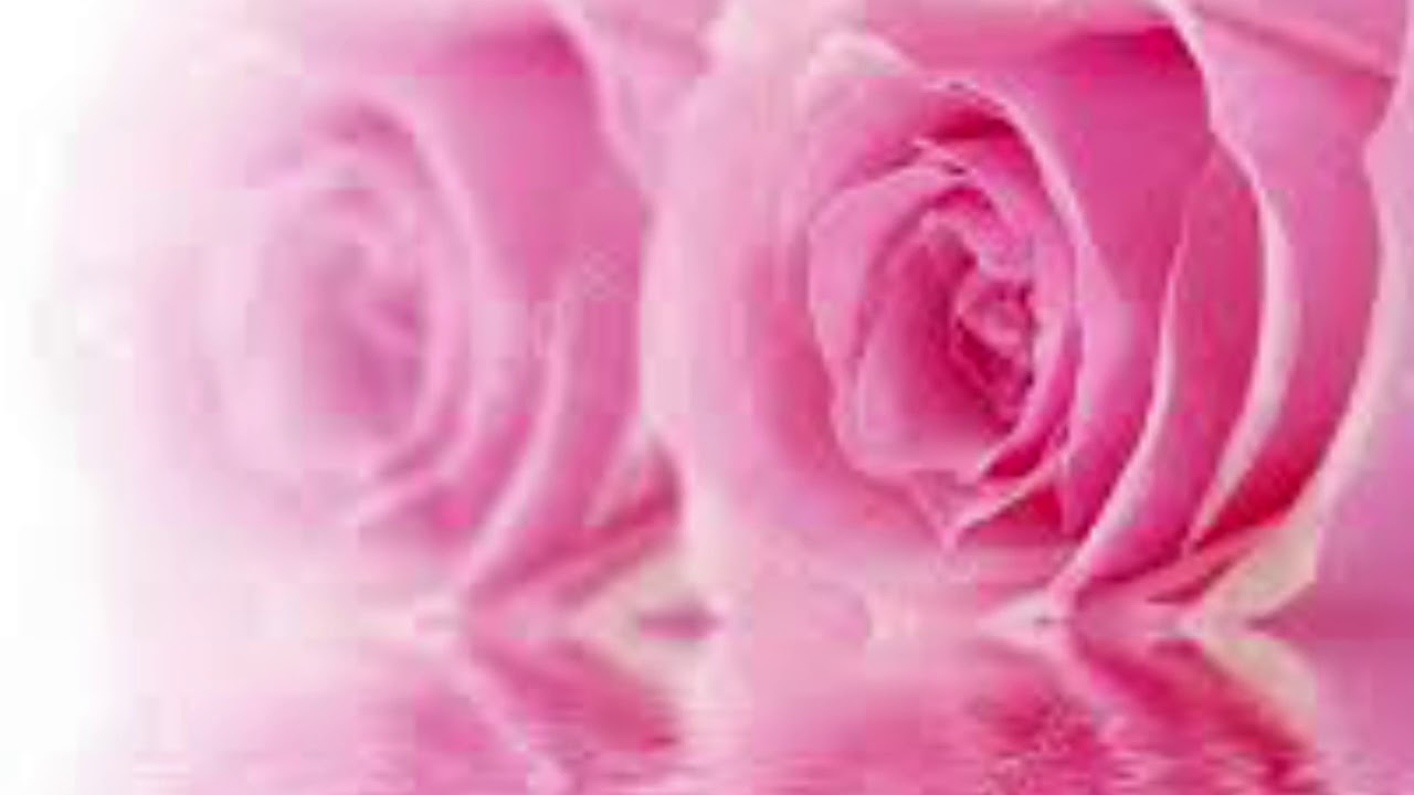 Pink Rose Meditation - YouTube