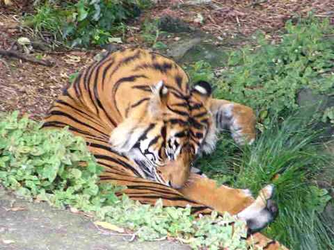 Tiger Grooming - YouTube