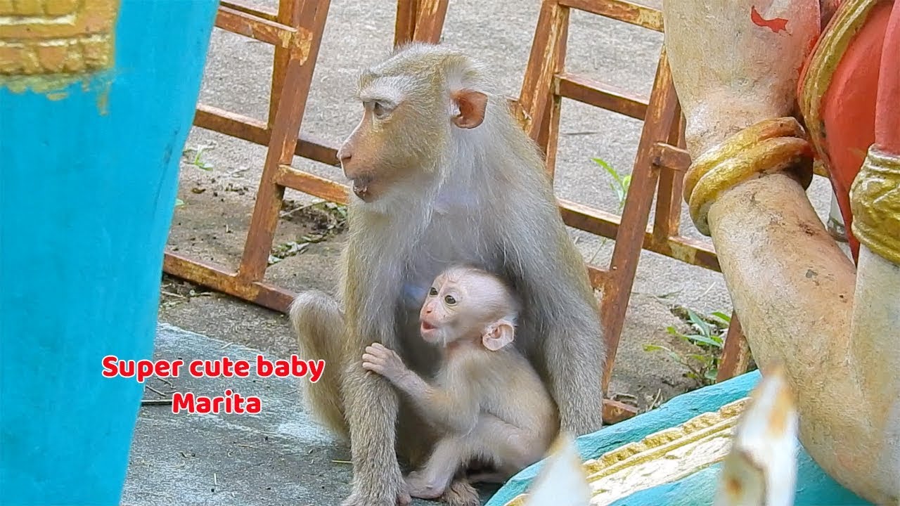 Super baby monkey Marita show very cute face - Mama Marina is let her ...