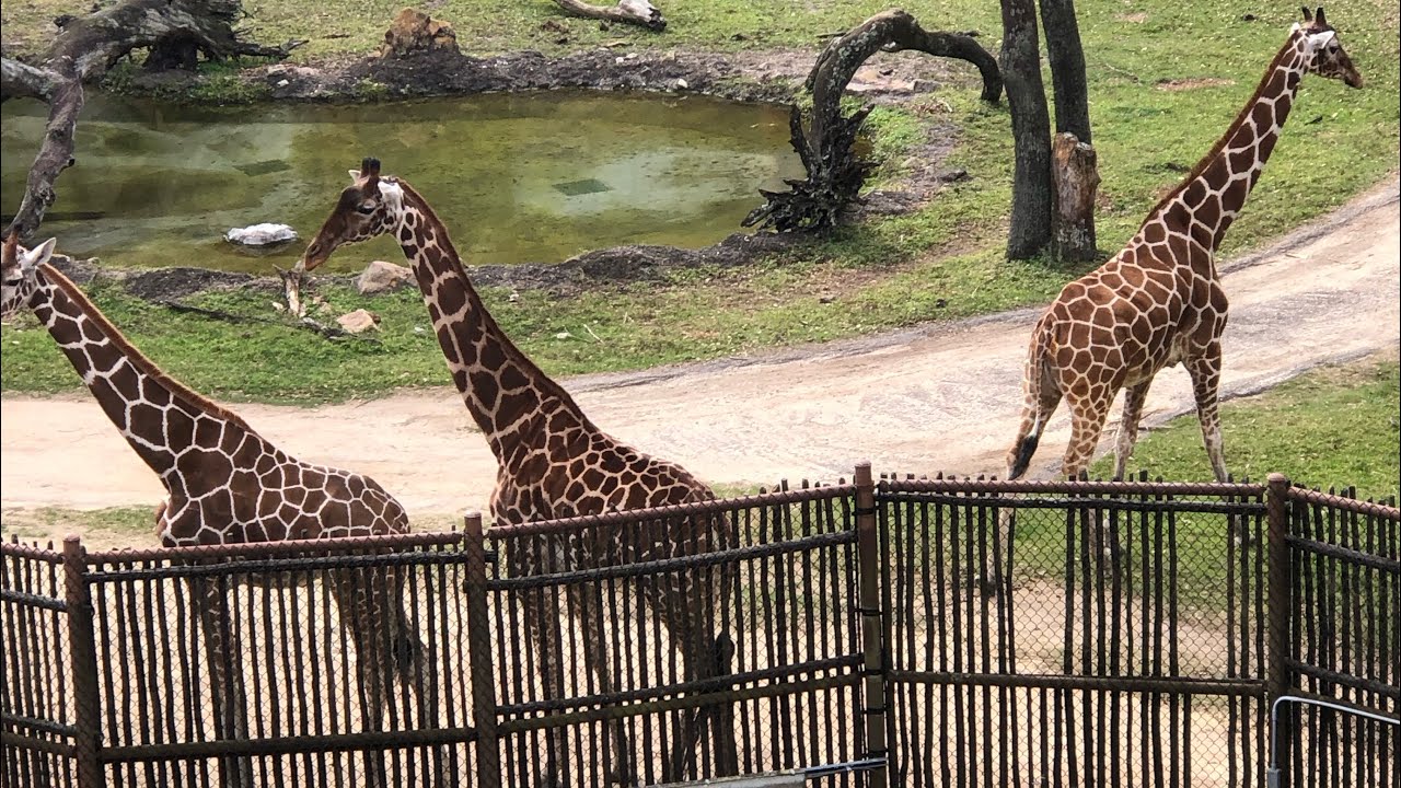 Disney Animal Kingdom Lodge Savannah View of Animals - YouTube