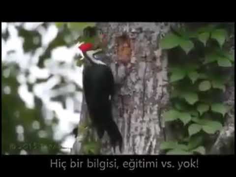 Allahin mocuzesi