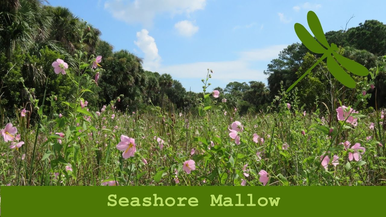 Seashore Mallow - YouTube