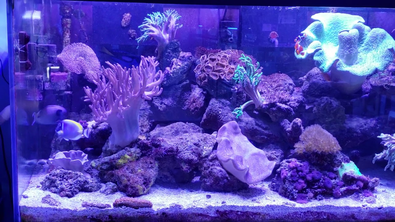 2/3/2020: AquaCorals 220g #1 Reef Aquarium - Lieutenant Tang - YouTube