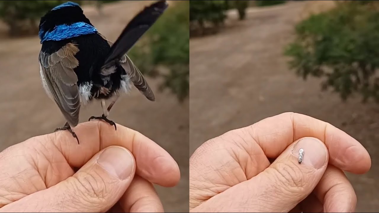 Bird Flew But Left A Present - YouTube