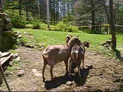 Meeting Of The Goats - YouTube