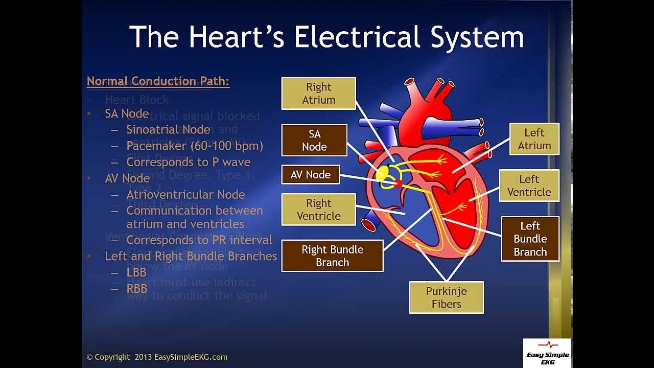 The Heart's Electrical System - YouTube