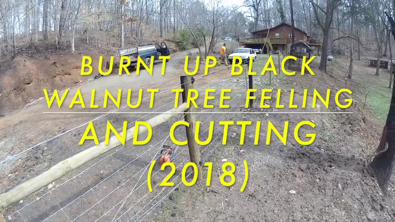 Burnt Up Black Walnut Tree Felling and Cutting (2018) Part 2 - YouTube
