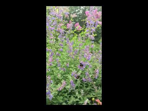 You can bee too close - - YouTube