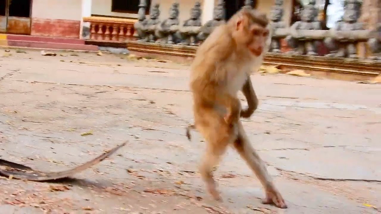 Really pity skinny monkey MOKA got scared and running so fast - YouTube