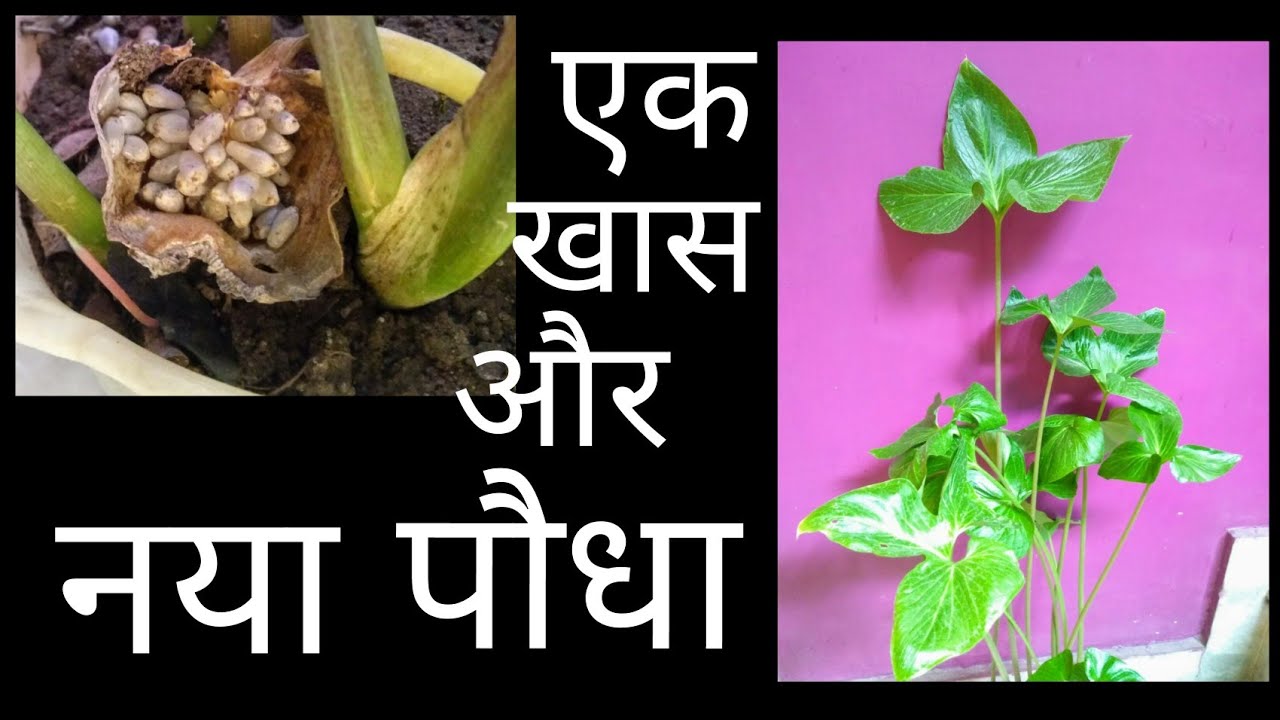 122:- Care of Arum Palaestinum / Black Calla / Solomon Lily / Priest ...